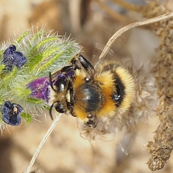 Anthophora nigrovittata from 09043 Costa Rei, South Sardinia, Italien ...