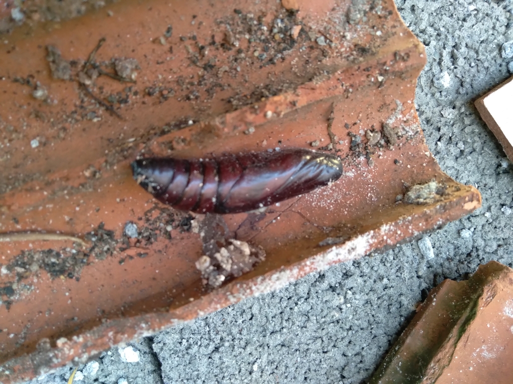 Sphinx Moths from Jardim Itapark, Mauá - SP, Brasil on June 5, 2022 at ...