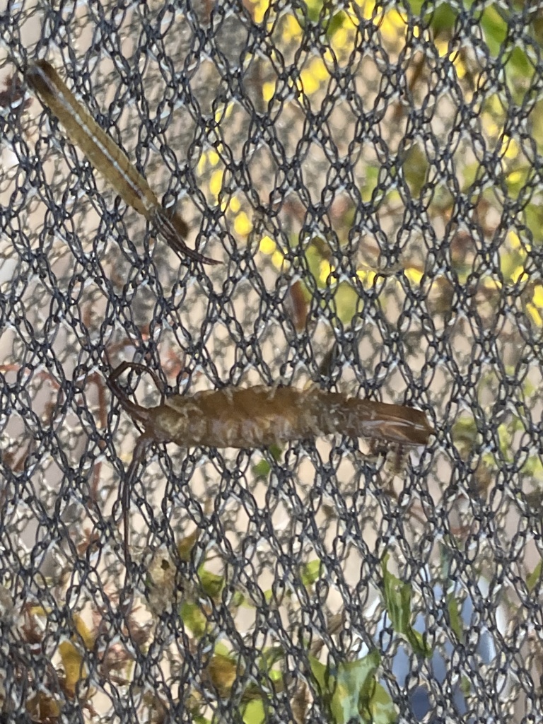 Idotea fewkesi from Ventura Pier, 文图拉, CA, US on June 4, 2022 at 07:45 ...