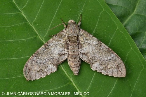 Manduca lanuginosa · iNaturalist