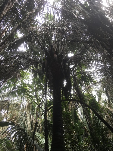 Corozo (Attalea rostrata) · iNaturalist Mexico