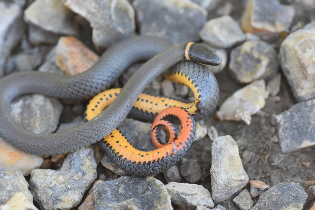 Prairie Ringneck Snake from Jefferson County, MO, USA on June 03, 2022 ...