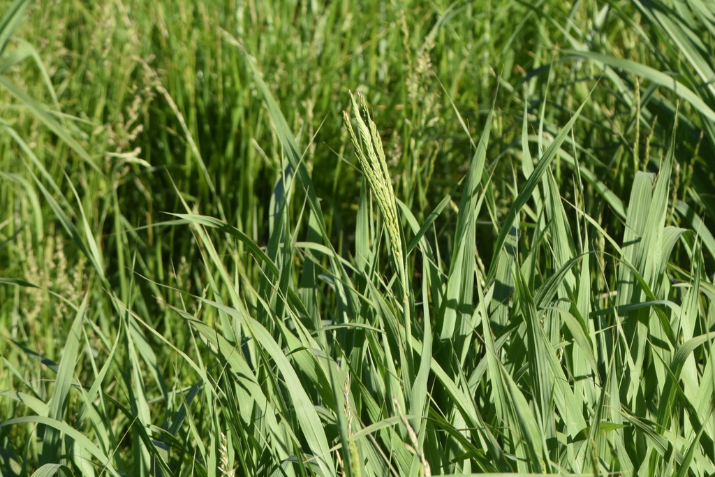 eastern gamagrass from Louisa County, IA, USA on June 3, 2022 at 06:49 ...