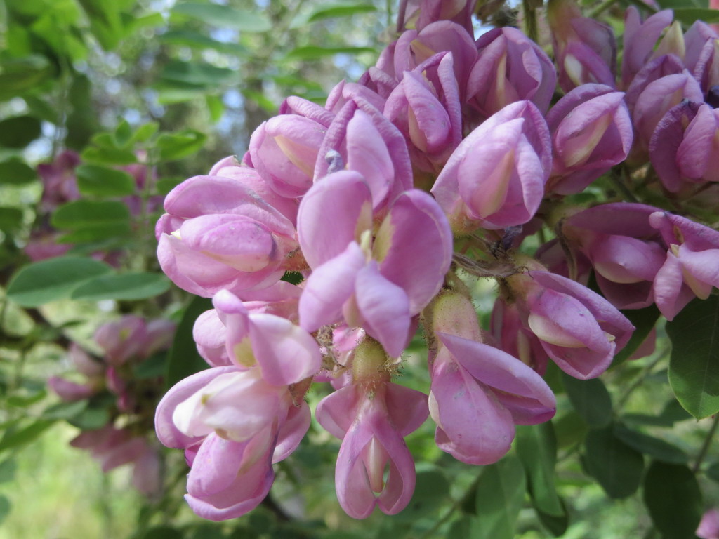 New Mexico locust from Kohls Ranch, AZ 85541, USA on June 3, 2022 by ...