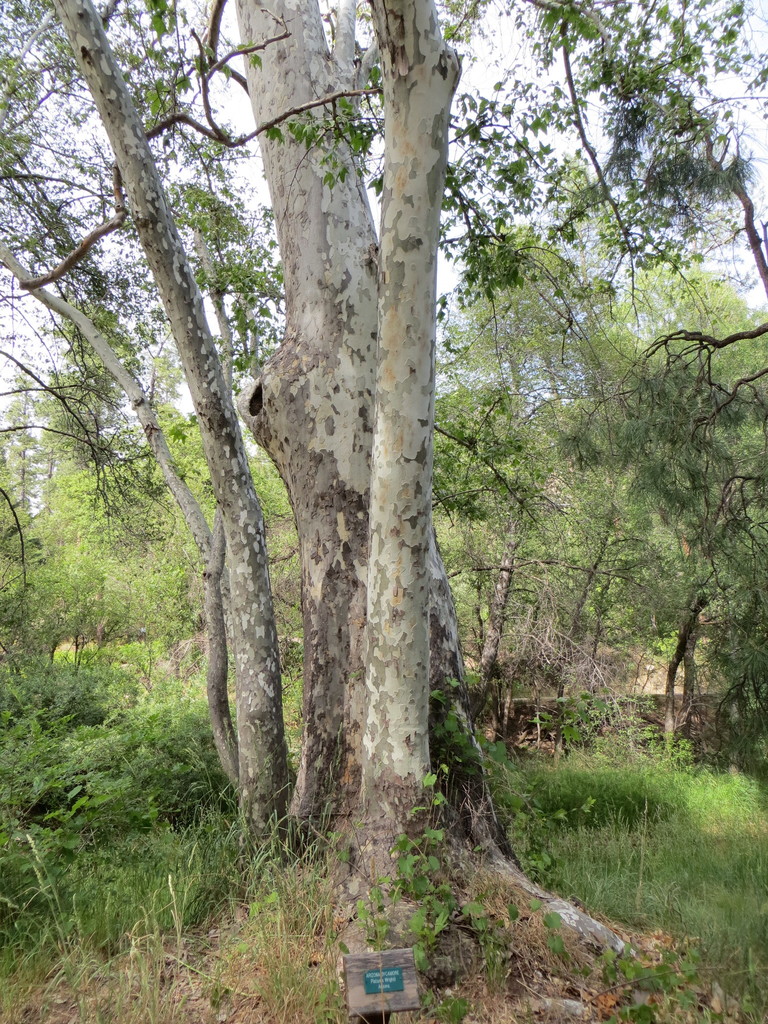 Arizona sycamore from Kohls Ranch, AZ 85541, USA on June 3, 2022 at 04: ...