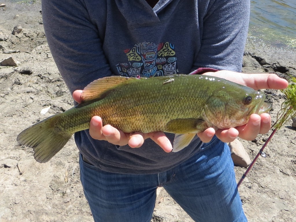 Largemouth Bass from Black Canyon Lake, Arizona 85928, USA on June 3 ...