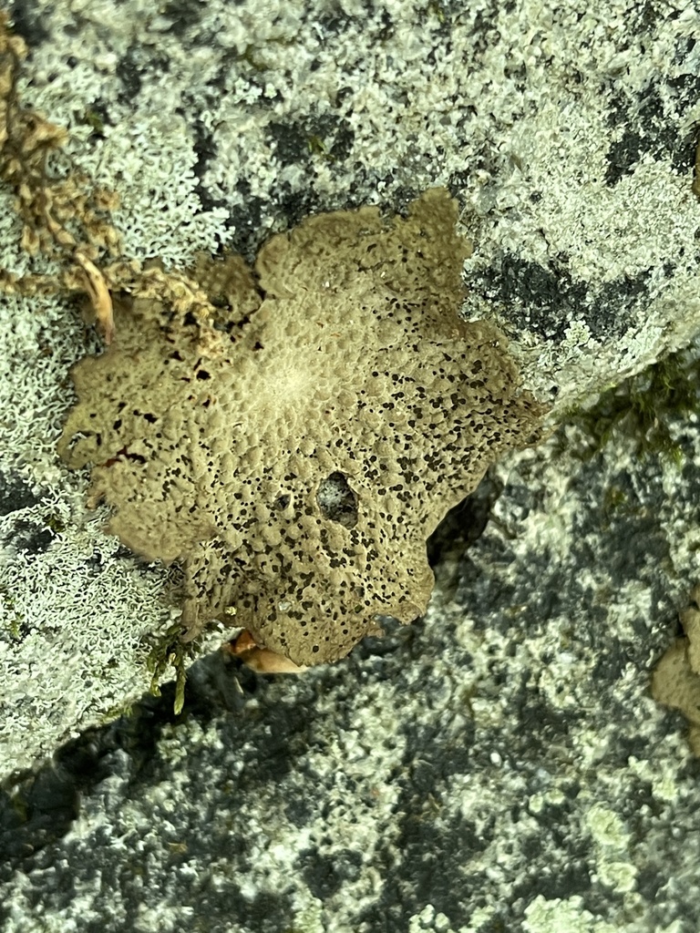 Common Toadskin Lichen from Kinnelon, NJ, US on June 5, 2022 at 01:51 ...