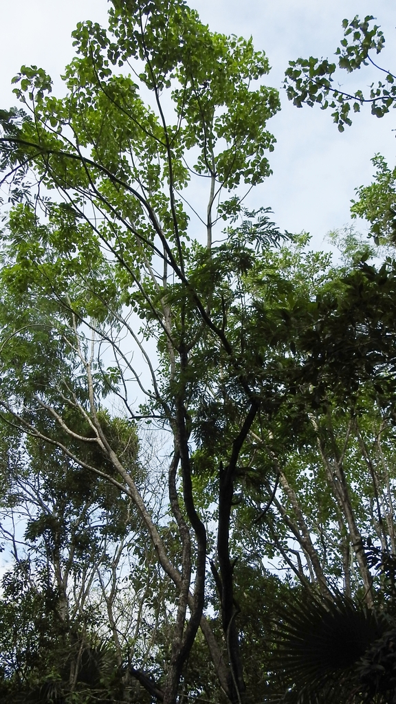 Black Poisonwood from Benito Juárez, Quintana Roo, Mexico on June 3 ...