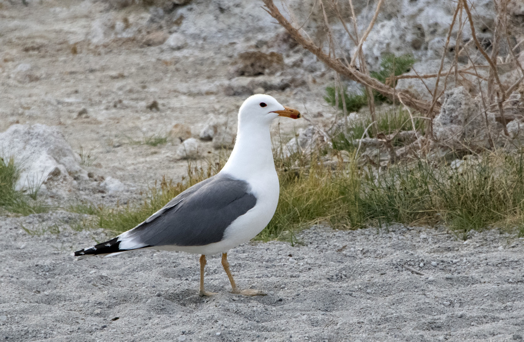 California Gull from Mono County, CA, USA on May 27, 2022 at 11:41 PM ...