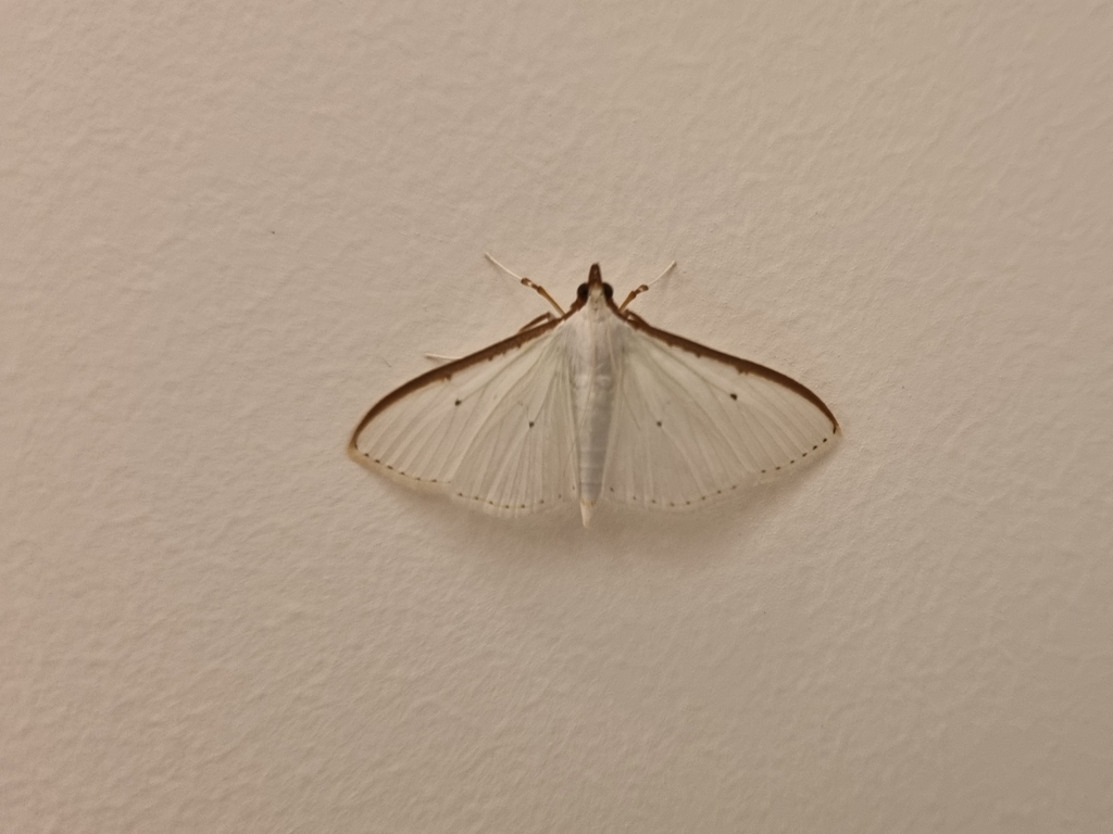Jasmine Moth from Leigh, New Zealand on June 6, 2022 at 06:56 PM by ...