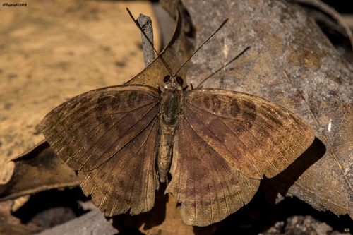 Subspecies Euriphene tadema tadema · iNaturalist