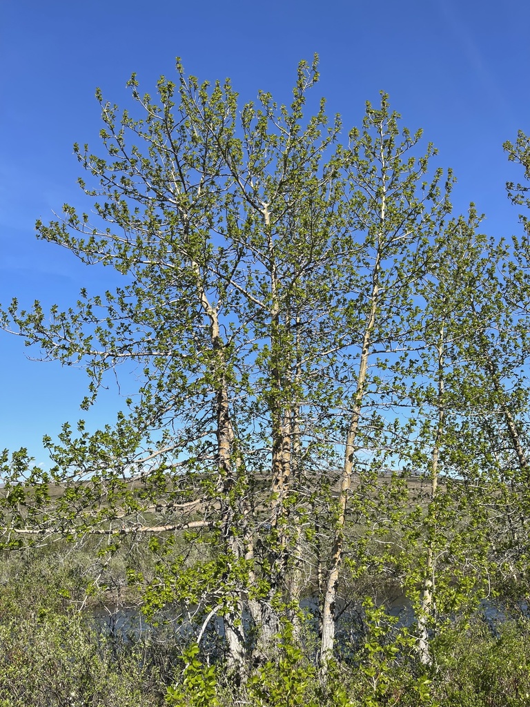 balsam poplar from Kuzitrin Rd, AK, US on June 5, 2022 at 06:41 PM by ...