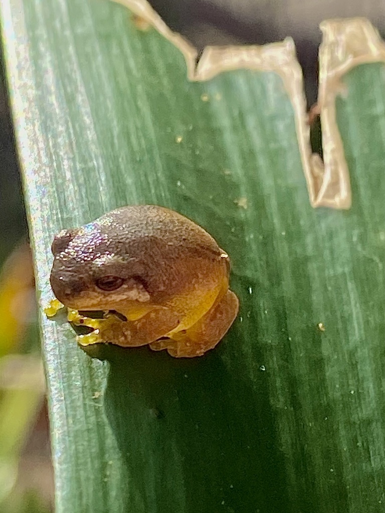 Whirring Tree Frog from O'Reilly's Rainforest Retreat, O'Reilly, QLD ...