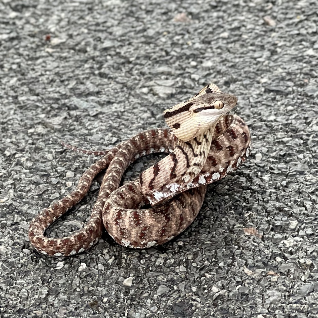 Eyed Cat Snake from Soi Bandai It Village, Phetchaburi, Phetchaburi, TH ...