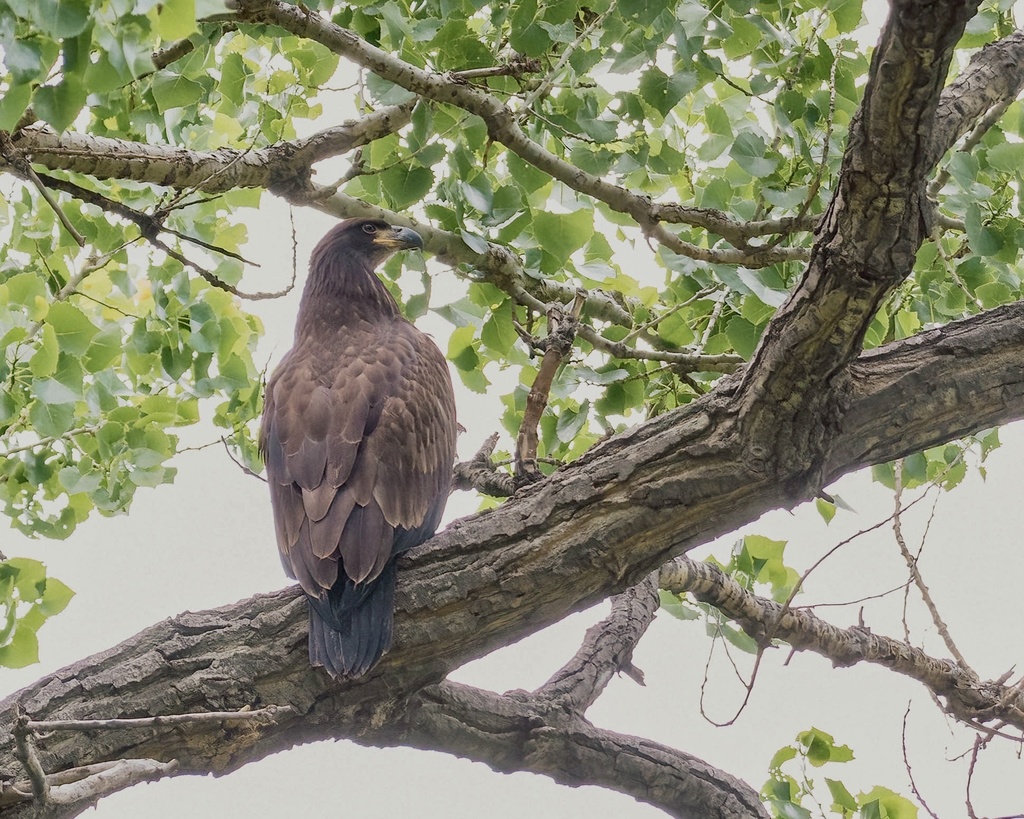 Bald Eagle in June 2022 by Vicki Wilmarth · iNaturalist