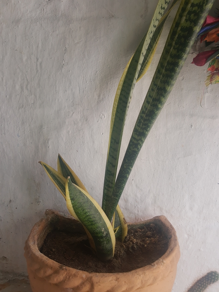 Snake Plant from Santa Teresa, Cereté, Córdoba, Colombia on June 6 ...