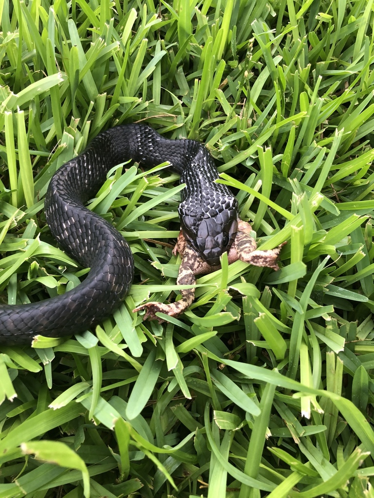Texas Indigo Snake in June 2018 by madadex · iNaturalist