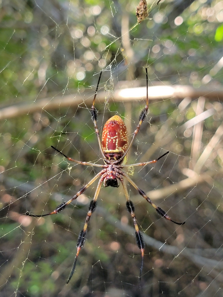 Golden Silk Spider from Venice, FL 34293, USA on June 6, 2022 at 10:22 ...