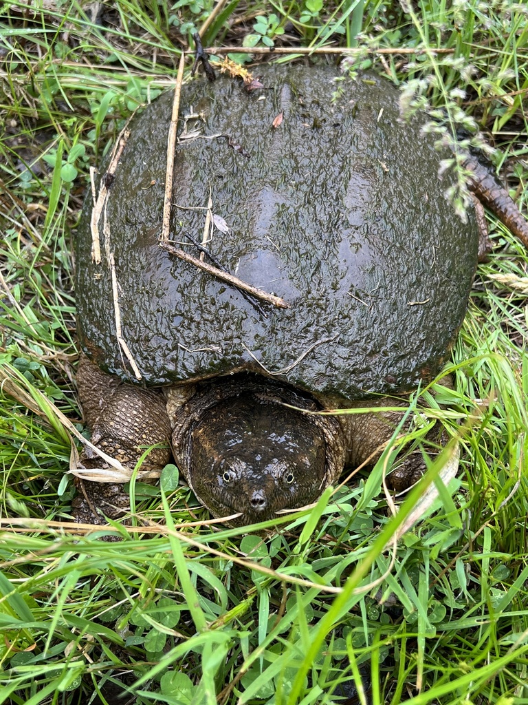 Common Snapping Turtle from Princeton, WI, US on June 6, 2022 at 09:22 ...