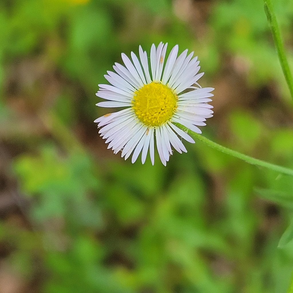 daisy fleabane from Warren, TX 77664, USA on May 14, 2022 at 03:47 PM ...