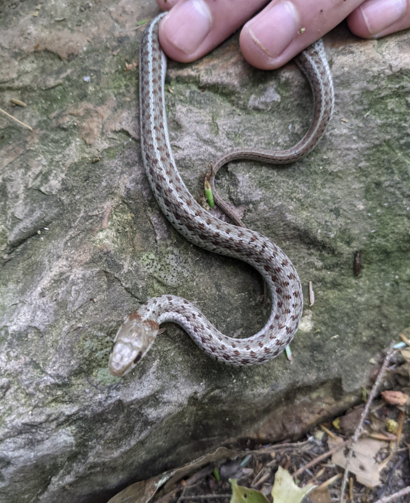 Maritime Garter Snake from Mt Langdon Trail, Glen, NH, US on June 30 ...