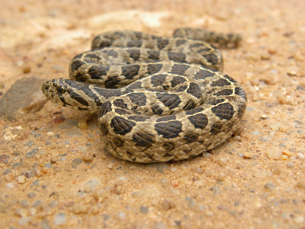 Ocellated Pampas Snake from Departamento de Paysandú, Uruguay on July 5 ...
