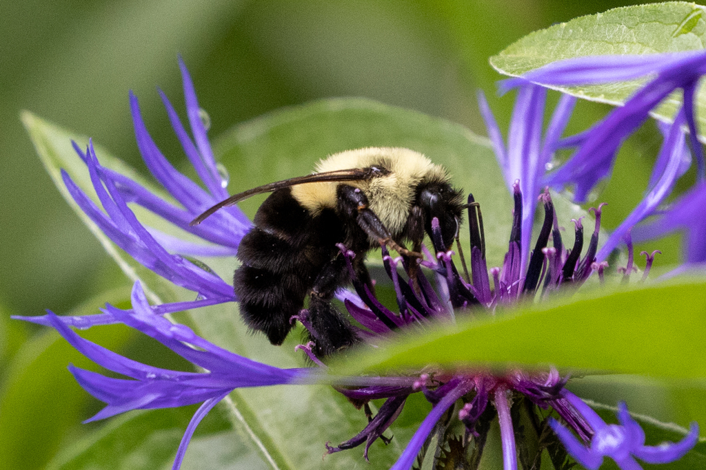 Common Eastern Bumble Bee in June 2022 by Molly Hanse · iNaturalist
