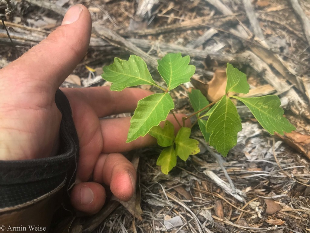 eastern poison ivy from Kershaw, South Carolina, United States on June ...