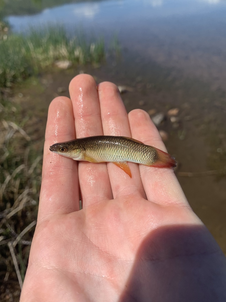 Plains Topminnow in June 2022 by Maxwell Soell. help with id pls ...