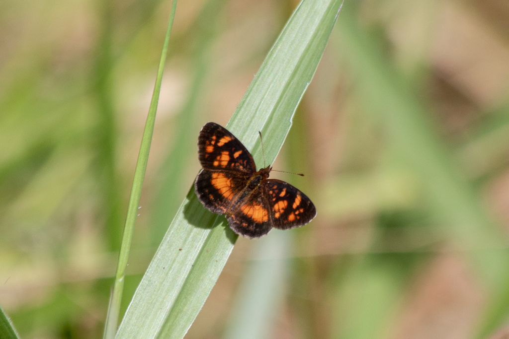 Ortilia velica velica from Estr. Mun. Dr. Hércules Campagnoli - Fazenda ...