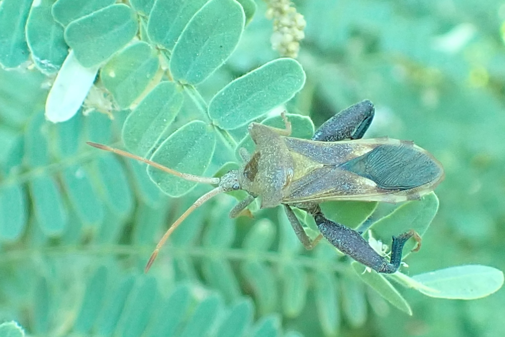 Mozena arizonensis from 1200 W South Mountain Ave, Phoenix, AZ 85041 ...