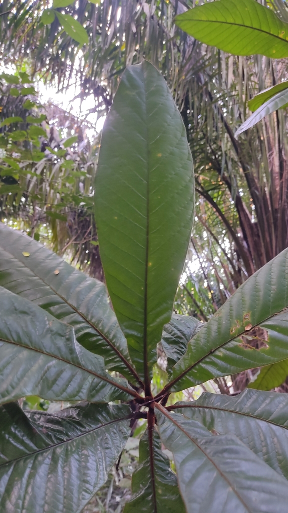 Palaquium beccarianum from Kuala Lumpur, 50480 Kuala Lumpur, Federal ...