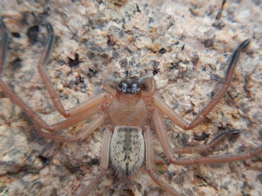 Avondale Spider I Love Avondale “Dale The Spider Is Like A...