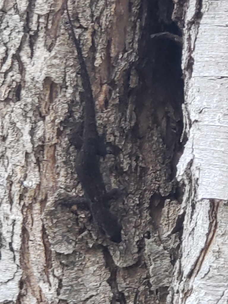 Croaking Lizard from Jamaica on June 05, 2022 at 02:36 PM by Damion ...