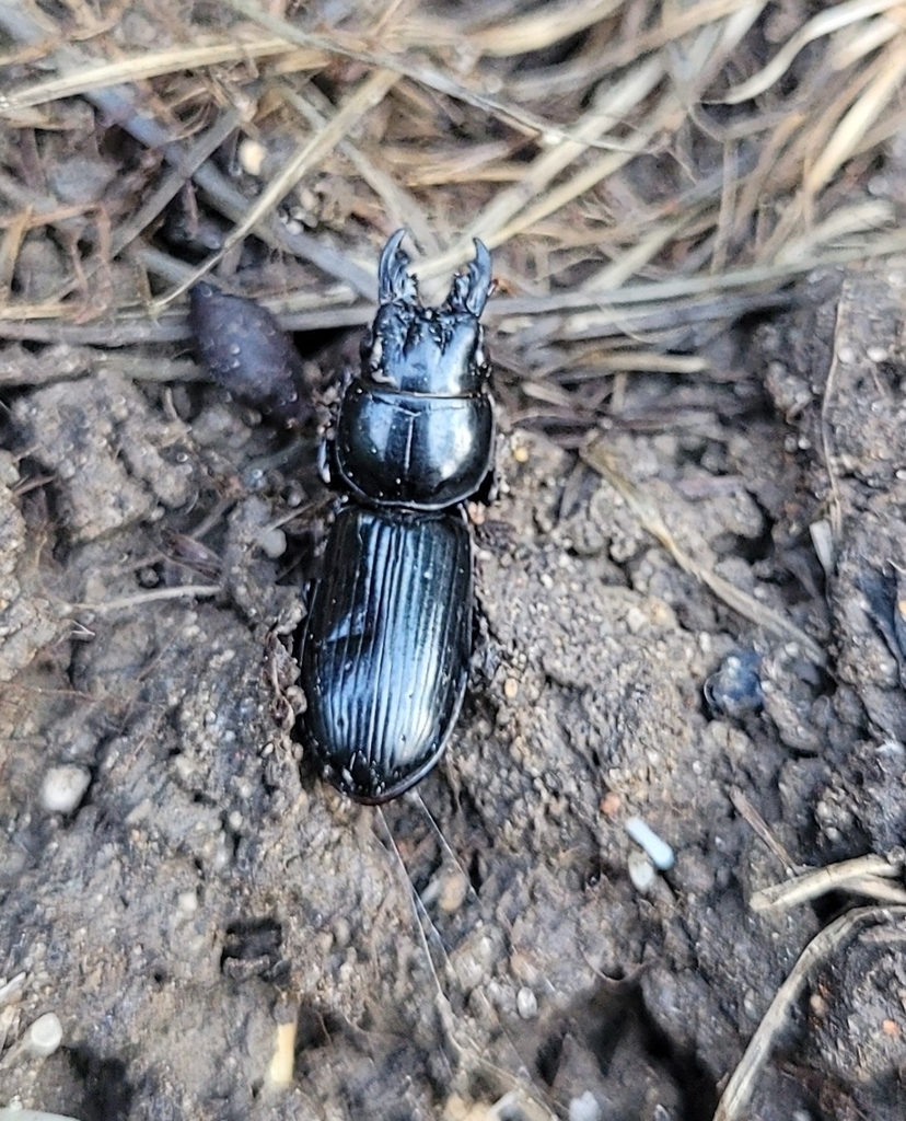Big-headed Ground Beetle from Wildemere Park, Detroit, MI, USA on June ...