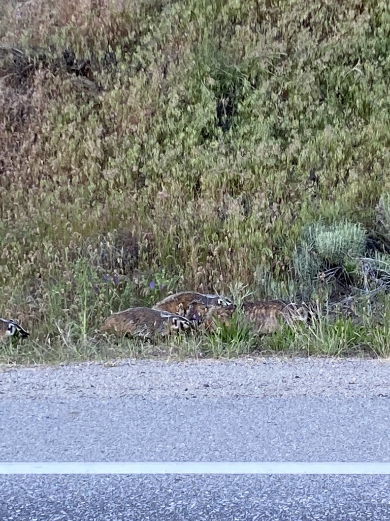 American Badger from Eastside Rd, Okanagan-Similkameen, BC, CA on June ...