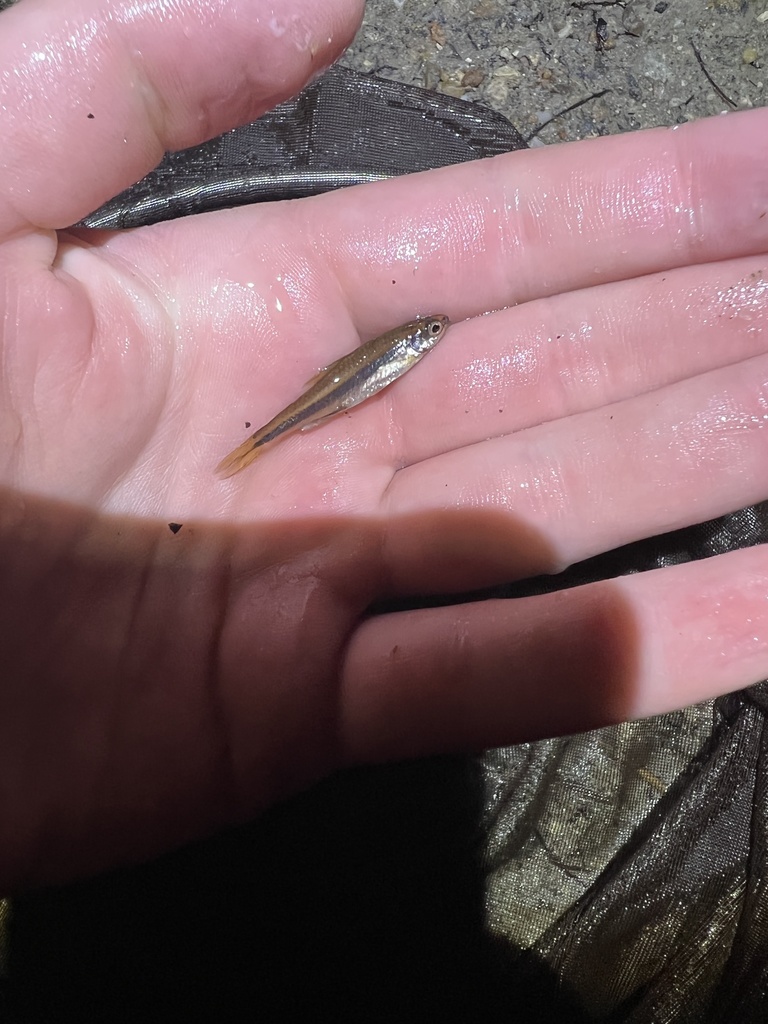 Coastal Shiner in June 2022 by Kyle Klotz · iNaturalist