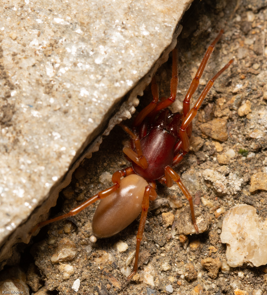 Woodlouse Spider in June 2022 by Kim Moore · iNaturalist