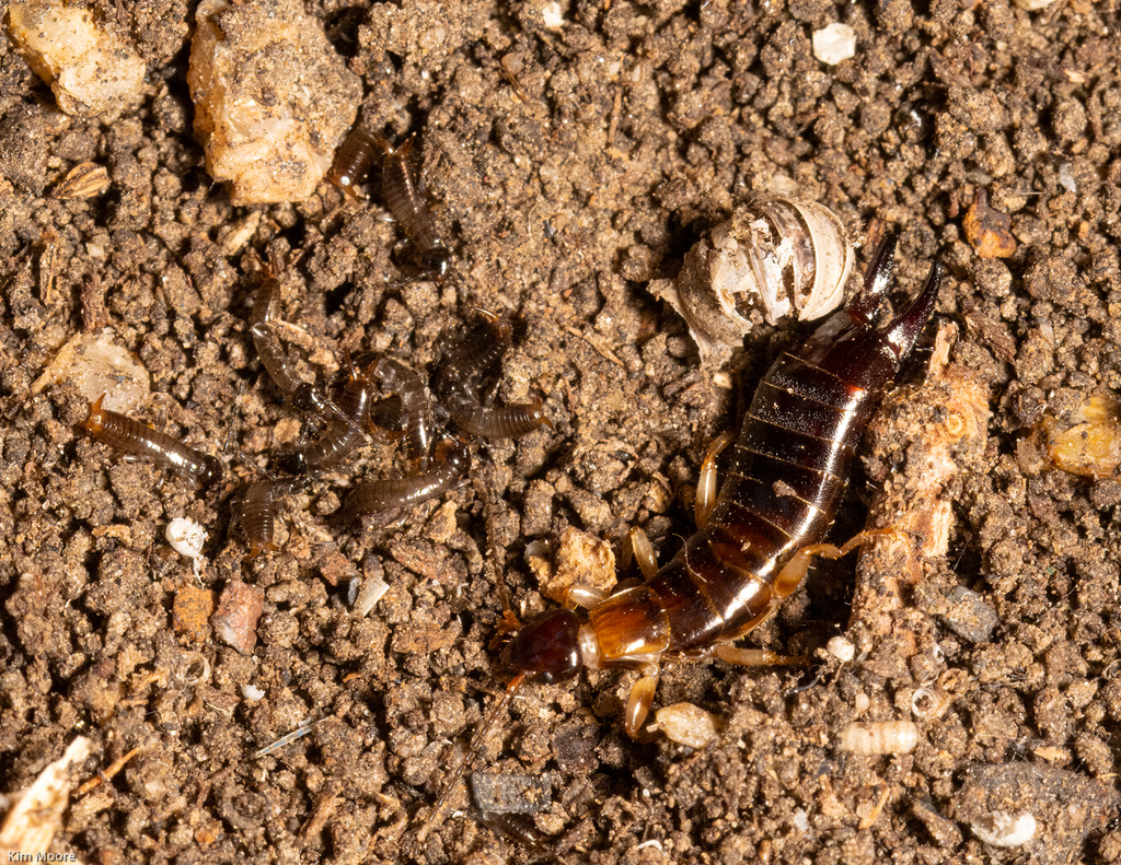 Ring-legged Earwig in June 2022 by Kim Moore · iNaturalist