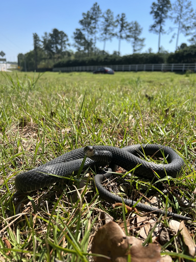 Southern Black Racer from Sonny Rogers Memorial Dr, Hahira, GA, US on ...