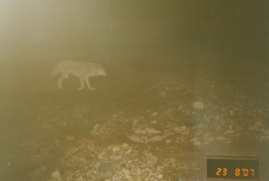Gray Wolf in August 2007 by T. Yoshida. Old pic. of my research at the ...