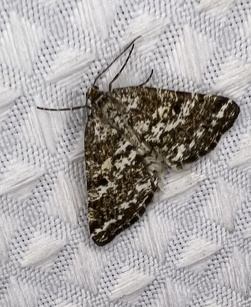 Pine Powder Moth from Ashford Dr, Plover, WI, US on June 7, 2022 at 03: ...