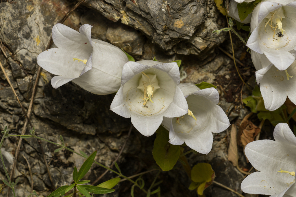 (Campanula incurva) - Botanical Realm