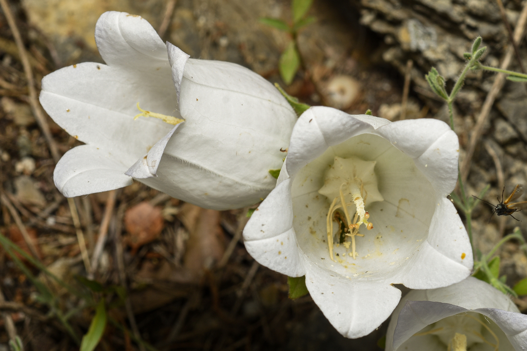 (Campanula incurva) - Botanical Realm