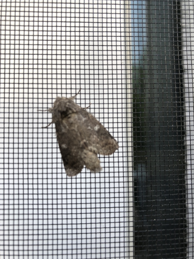 Variable Oakleaf Caterpillar Moth from Haven Oak Ct, Ellicott City, MD ...