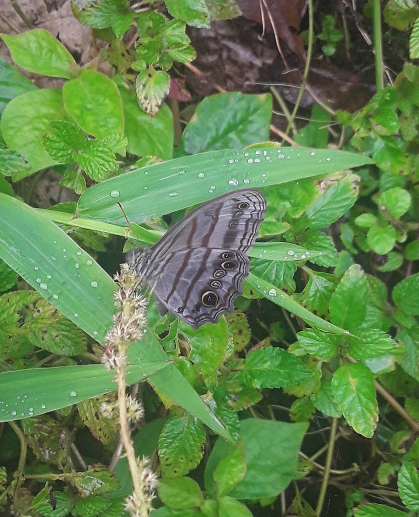 Blue-gray Satyr from PUERTO MECHAS - EL CARMEN DE CHUCURI on June 04 ...