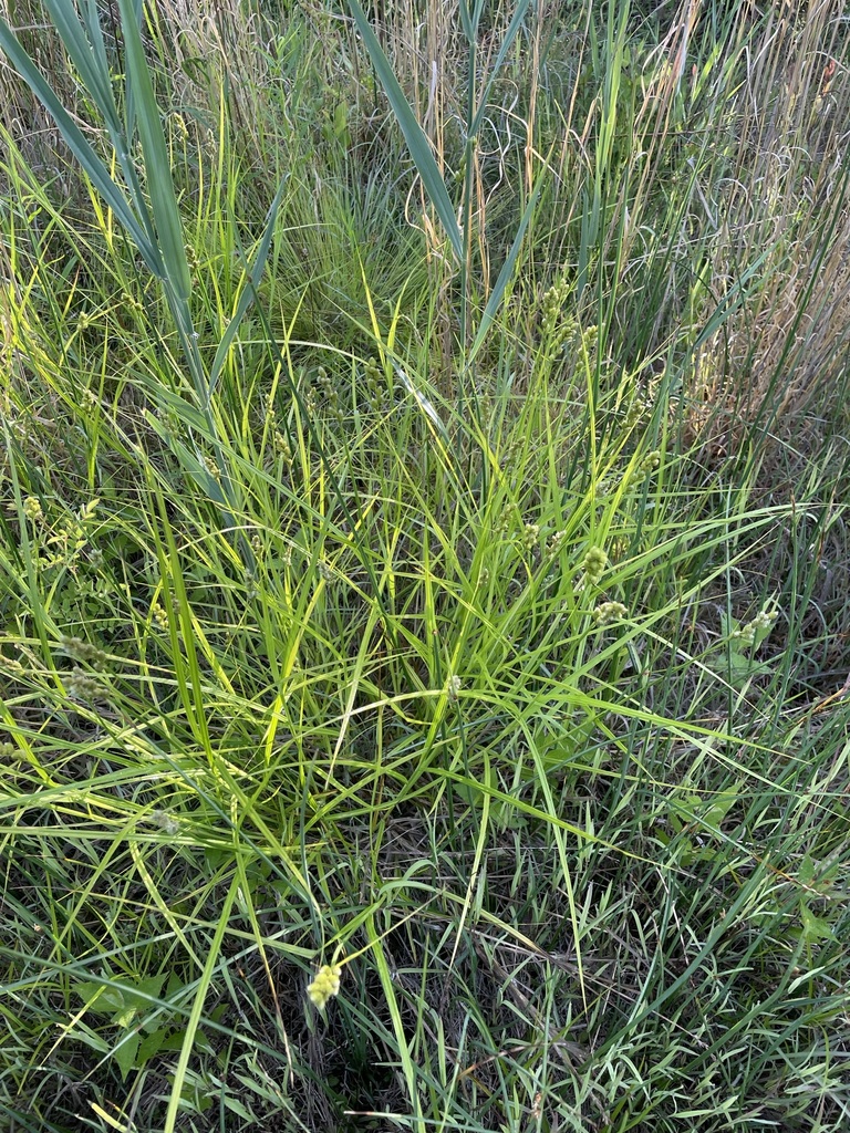 blunt broom sedge from Suffolk, New York, United States on June 7, 2022 ...