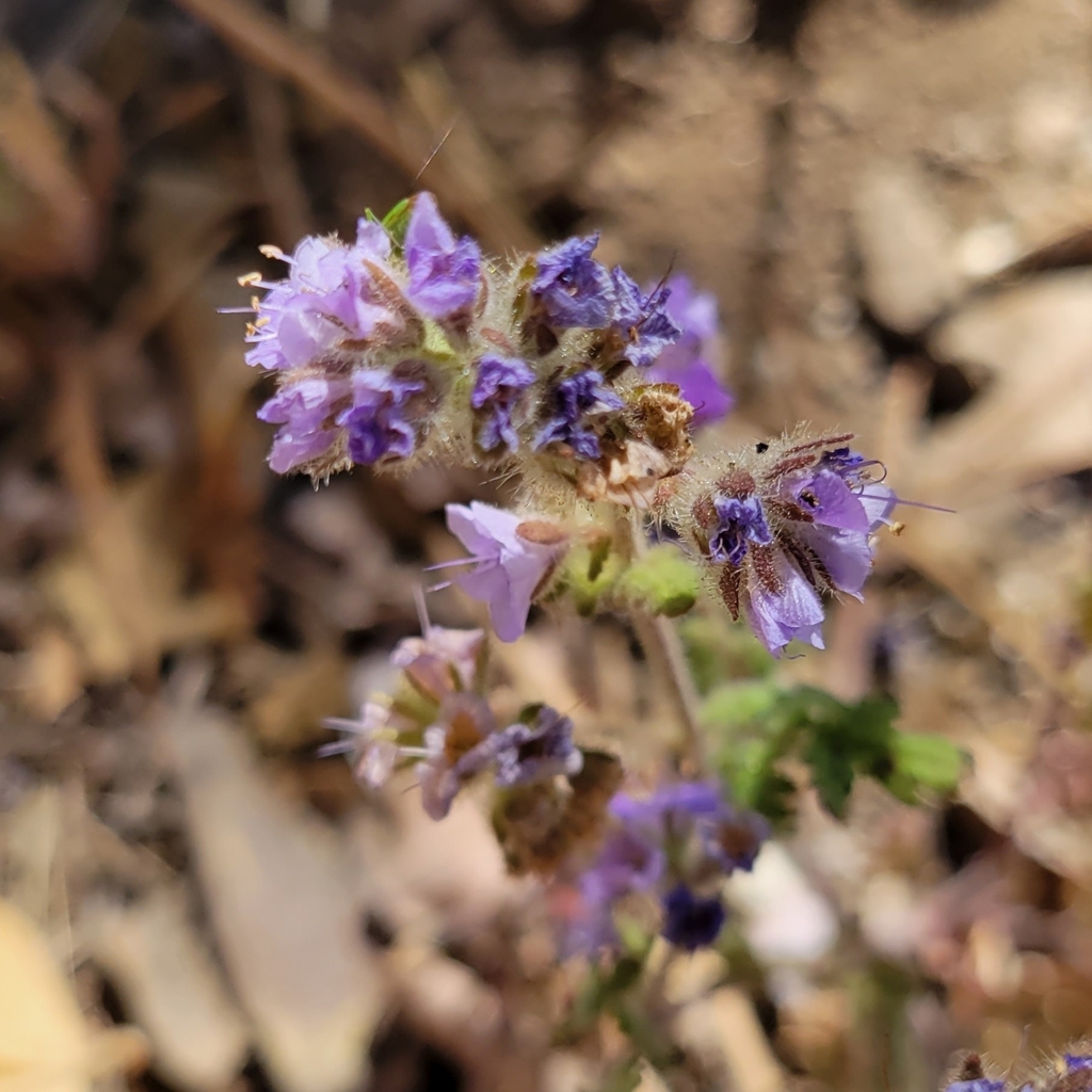 distant phacelia from Oak Glen, CA 92399, USA on June 02, 2022 at 09:09 ...