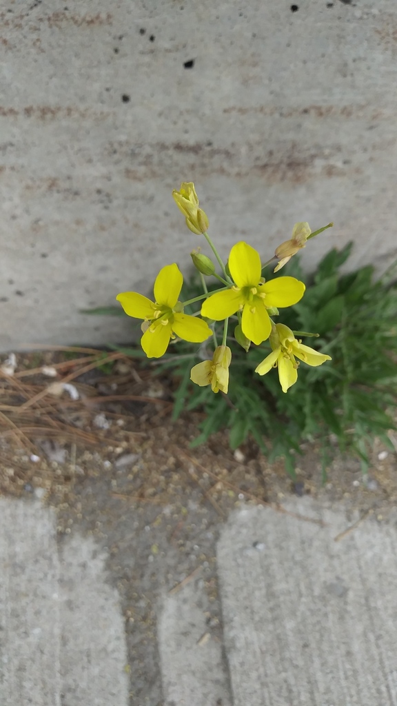 Wall-Rockets in June 2022 by Sindy Vee. Wall-Rockets spotted growing ...