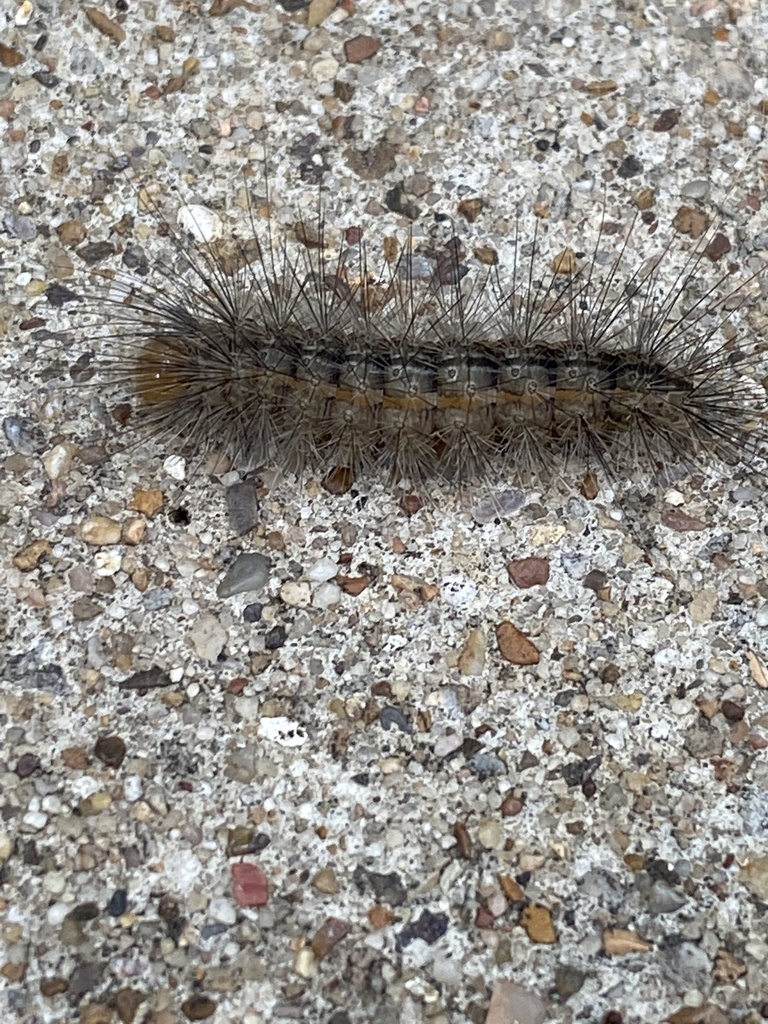 Red-tailed Specter Moth from Arcadia Trail Park, Fort Worth, TX, US on ...